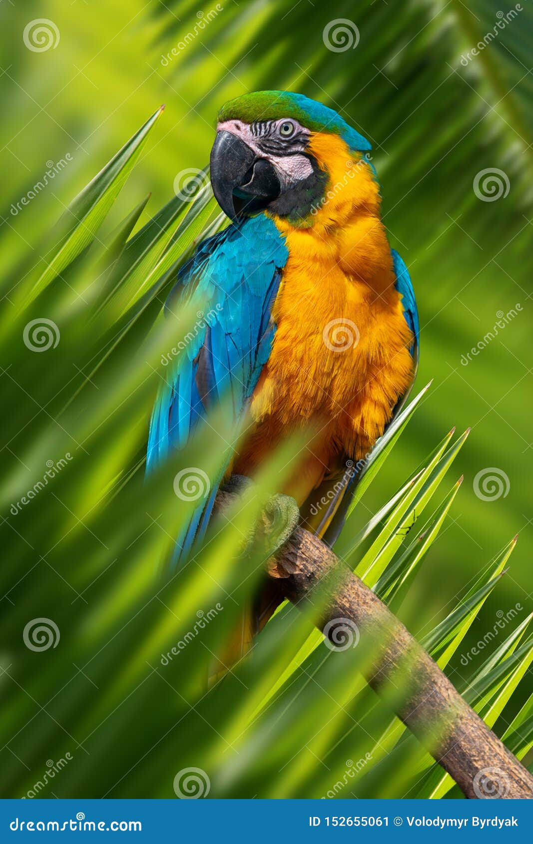 Parrot portrait in jungle stock image. Image of feline - 152655061