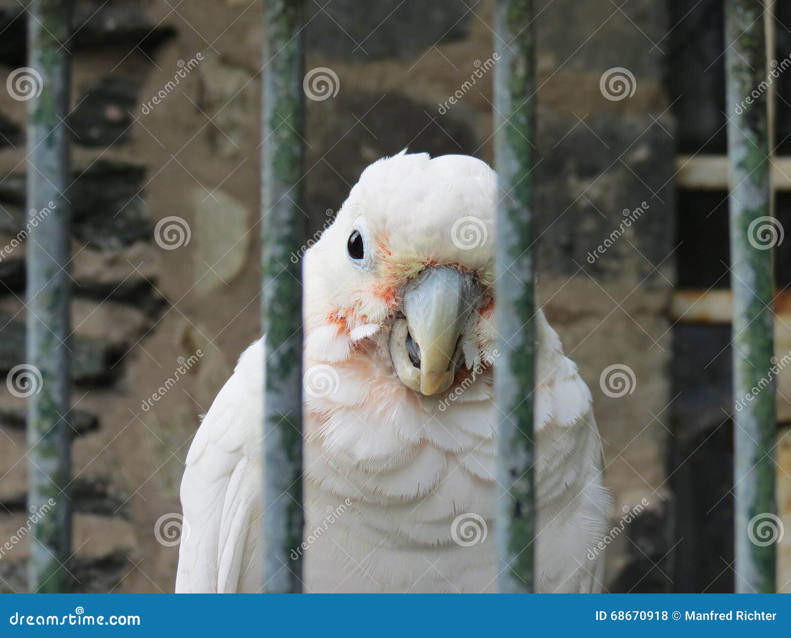 Parrot stock photo. Image of trapped, white, cute, wire - 68670918