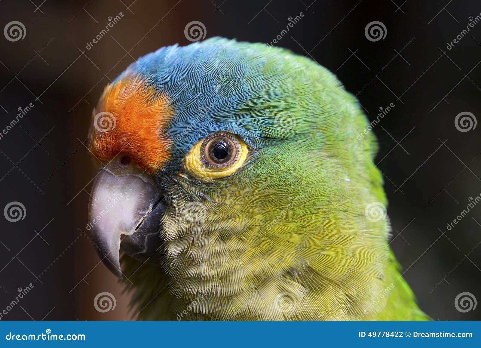 Parrot stock photo. Image of style, green, butterfly - 49778422