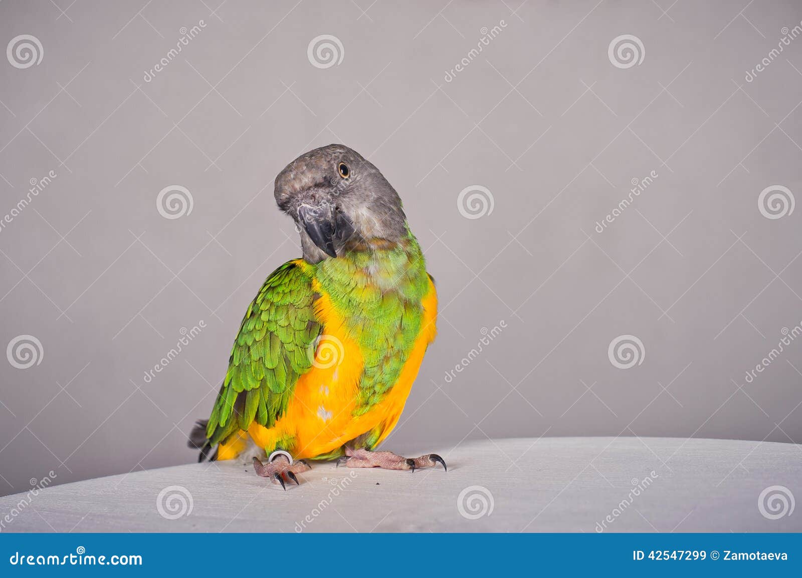 The parrot poses stock image. Image of pets, premises - 42547299