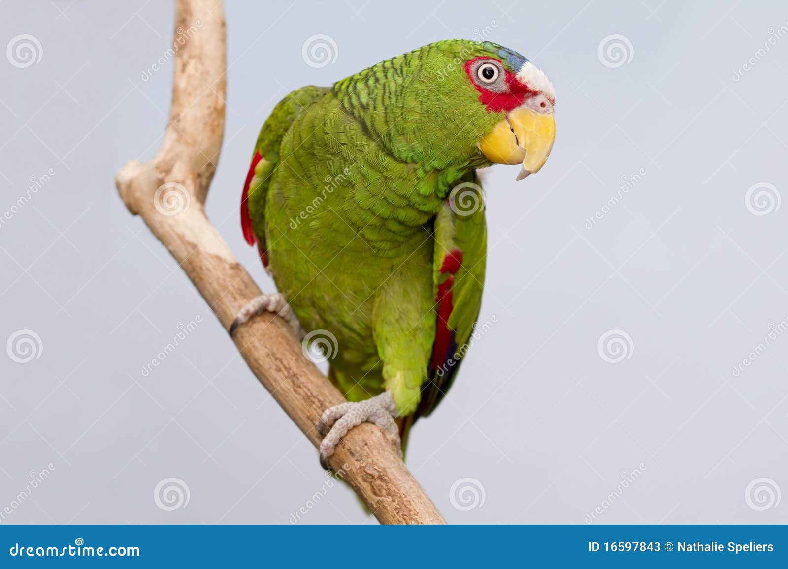 Parrot Posing stock image. Image of beak, amazon, fronted - 16597843