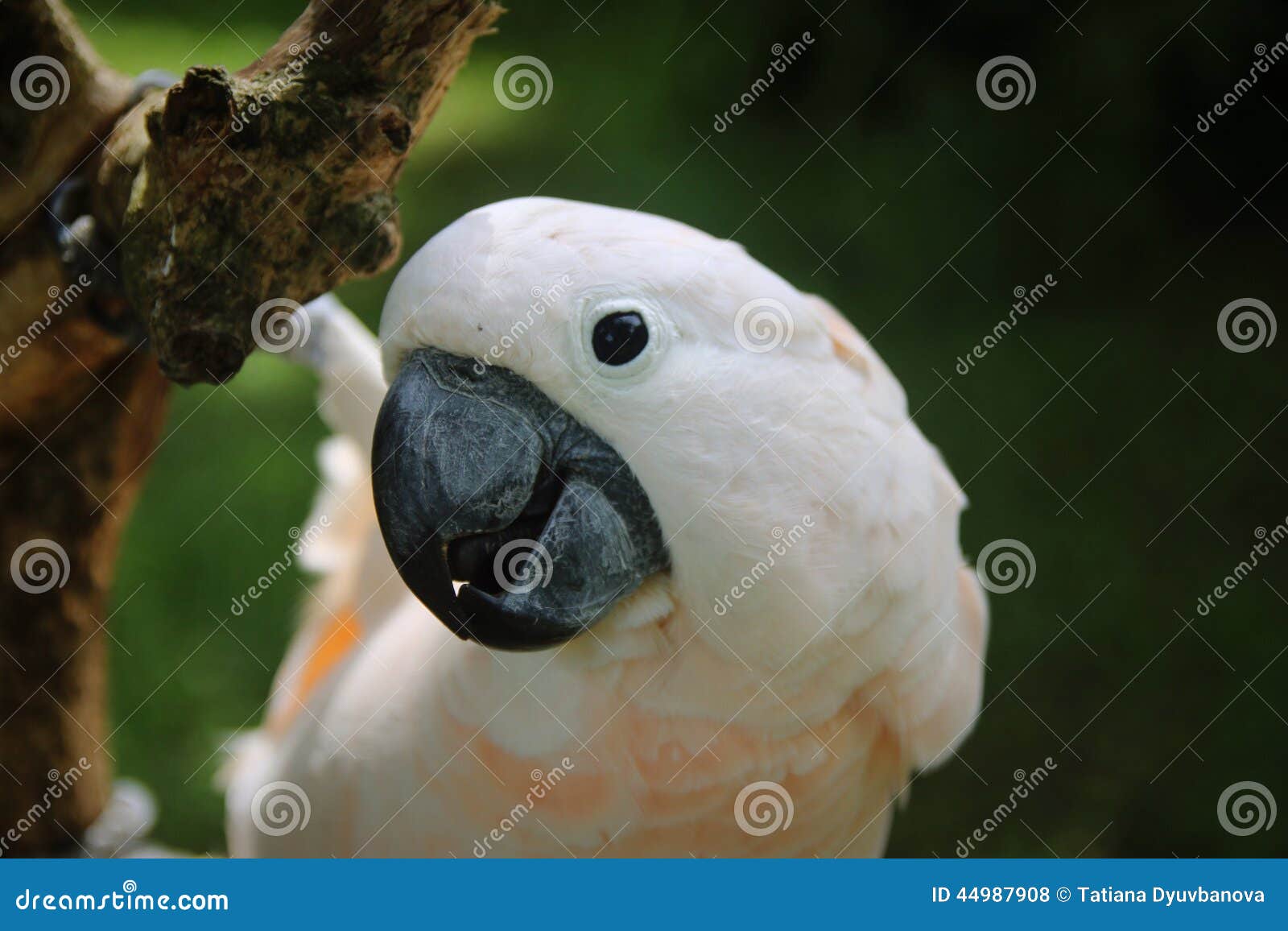 Parrot editorial stock photo. Image of parrot, camera - 44987908