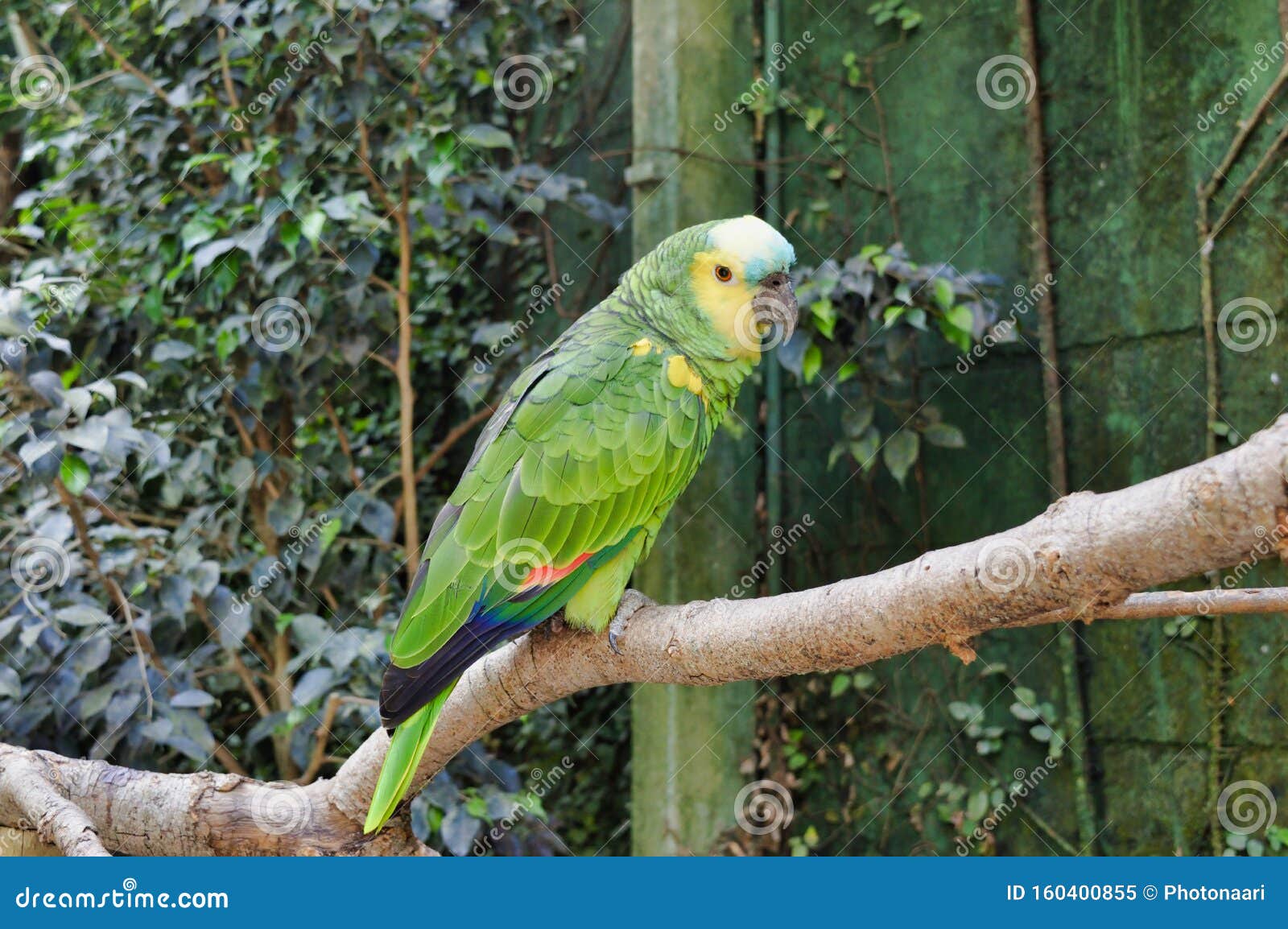 Parrot Posing at Tropical Botany Stock Image - Image of wild, wing ...