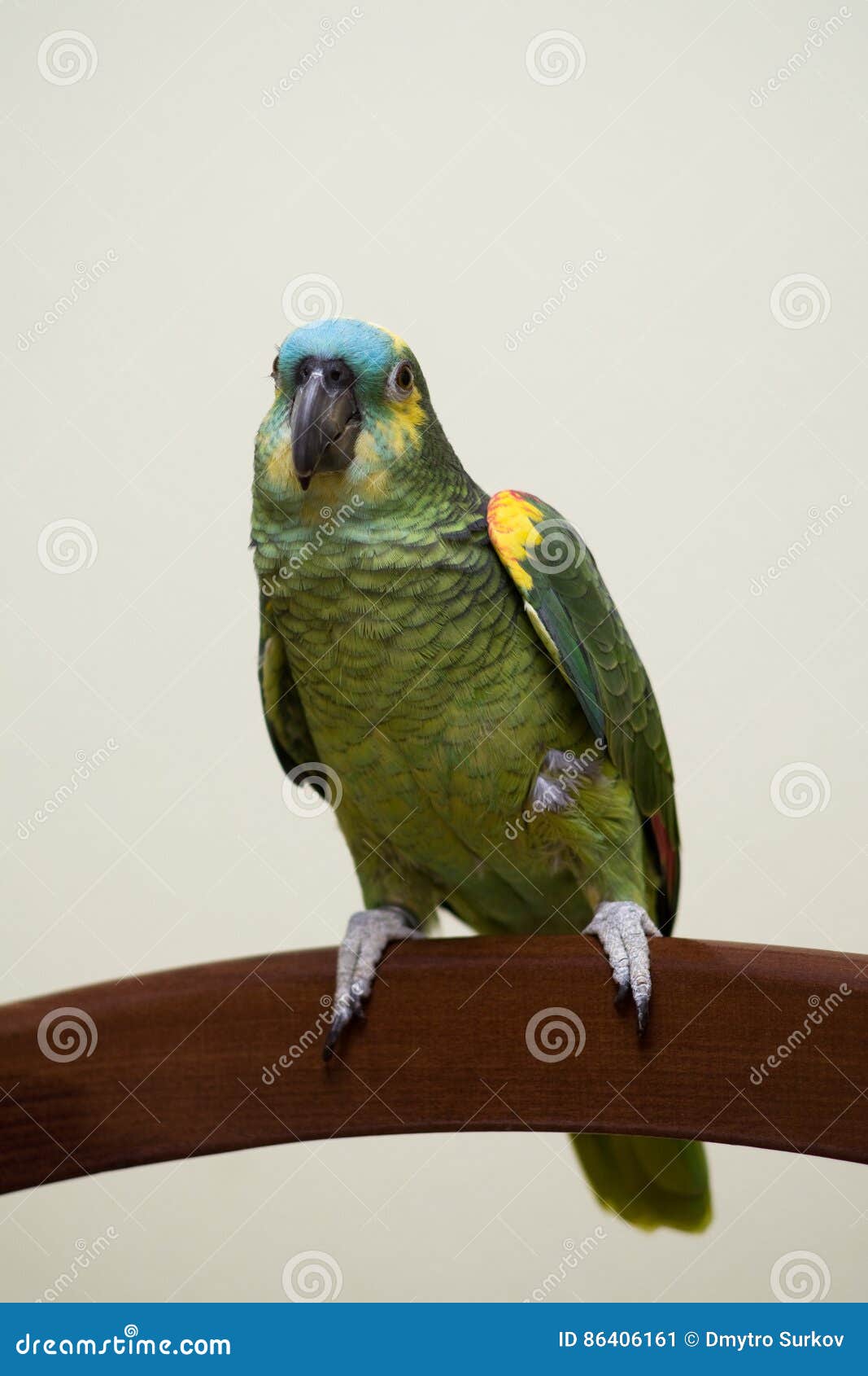 Parrot posing stock image. Image of tropical, home, exotic - 86406161