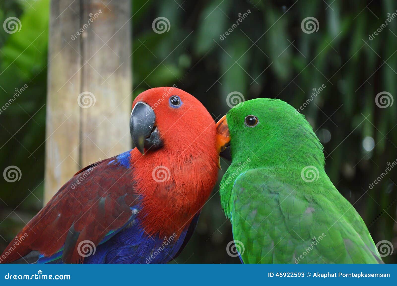 Parrot preen together stock image. Image of together - 46922593