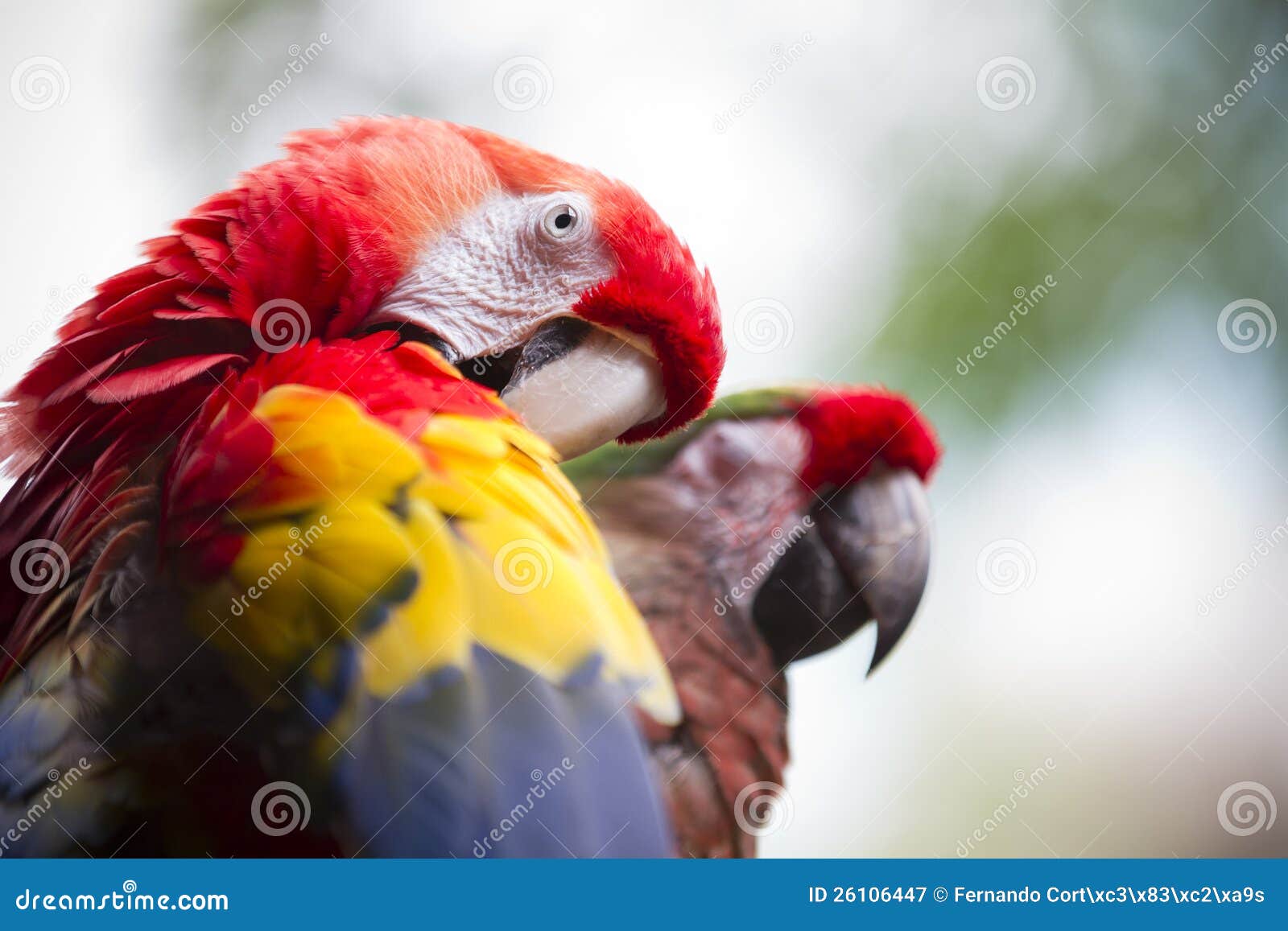 Parrot preening stock image. Image of colorful, blue - 26106447