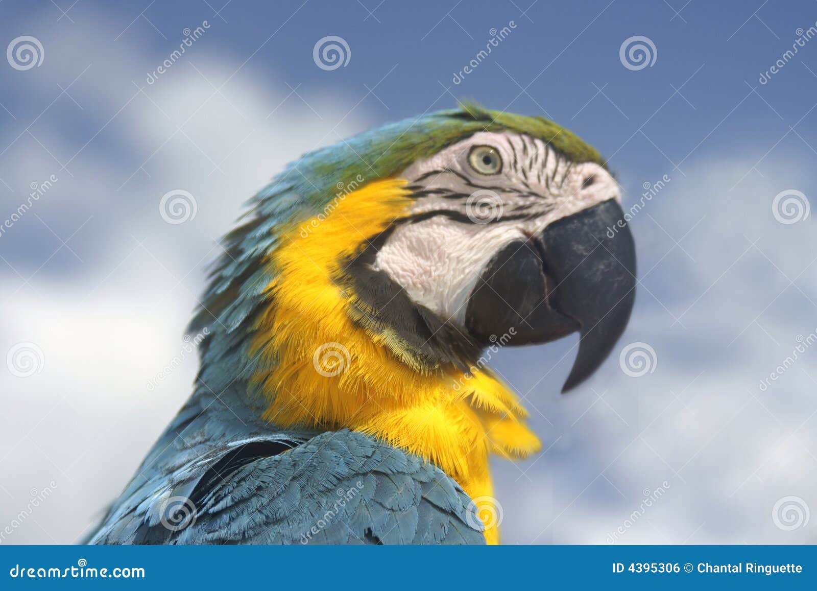 Parrot profile stock photo. Image of yellow, beautiful - 4395306
