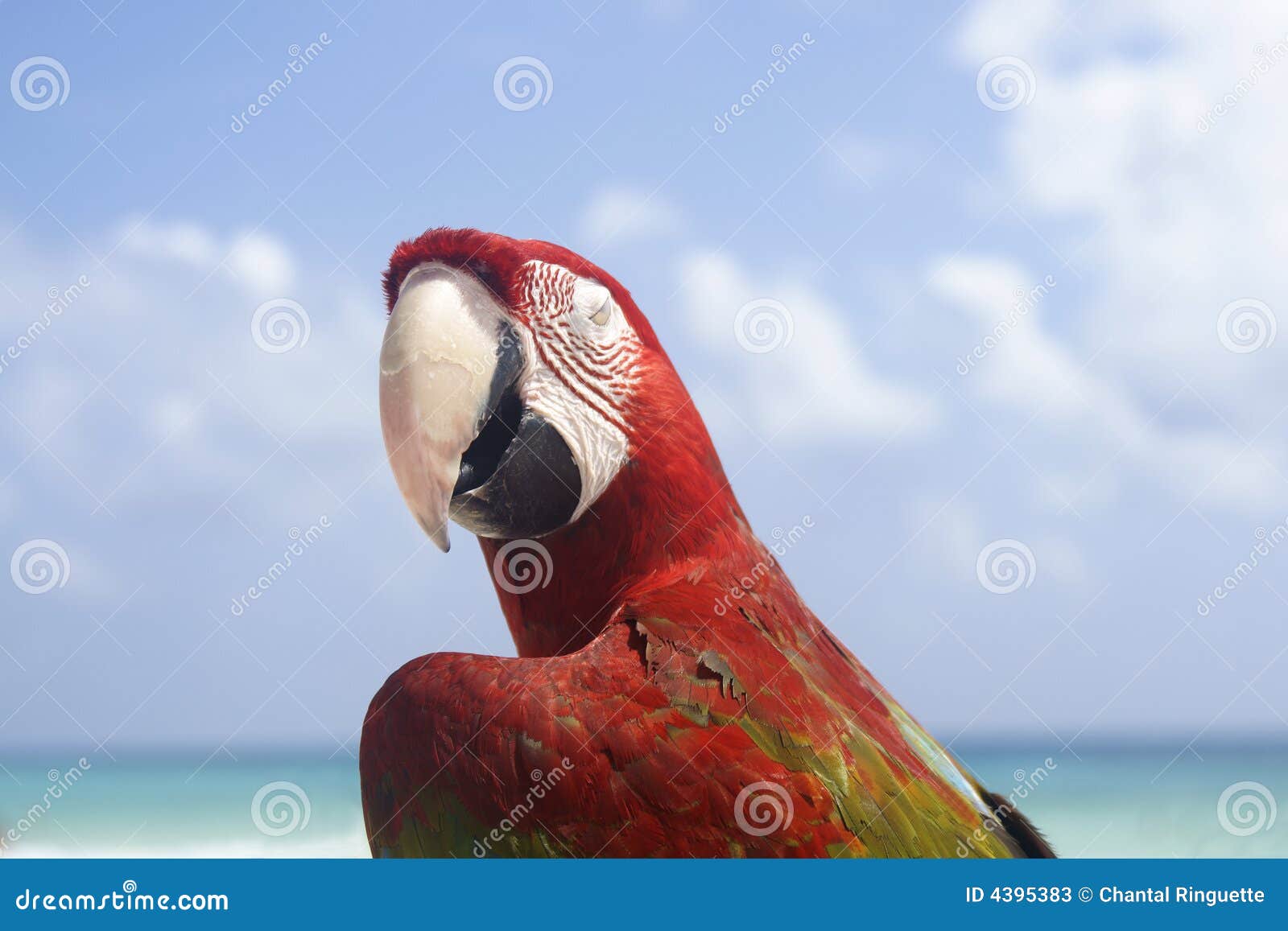 Parrot profile stock image. Image of animal, beach, profile - 4395383