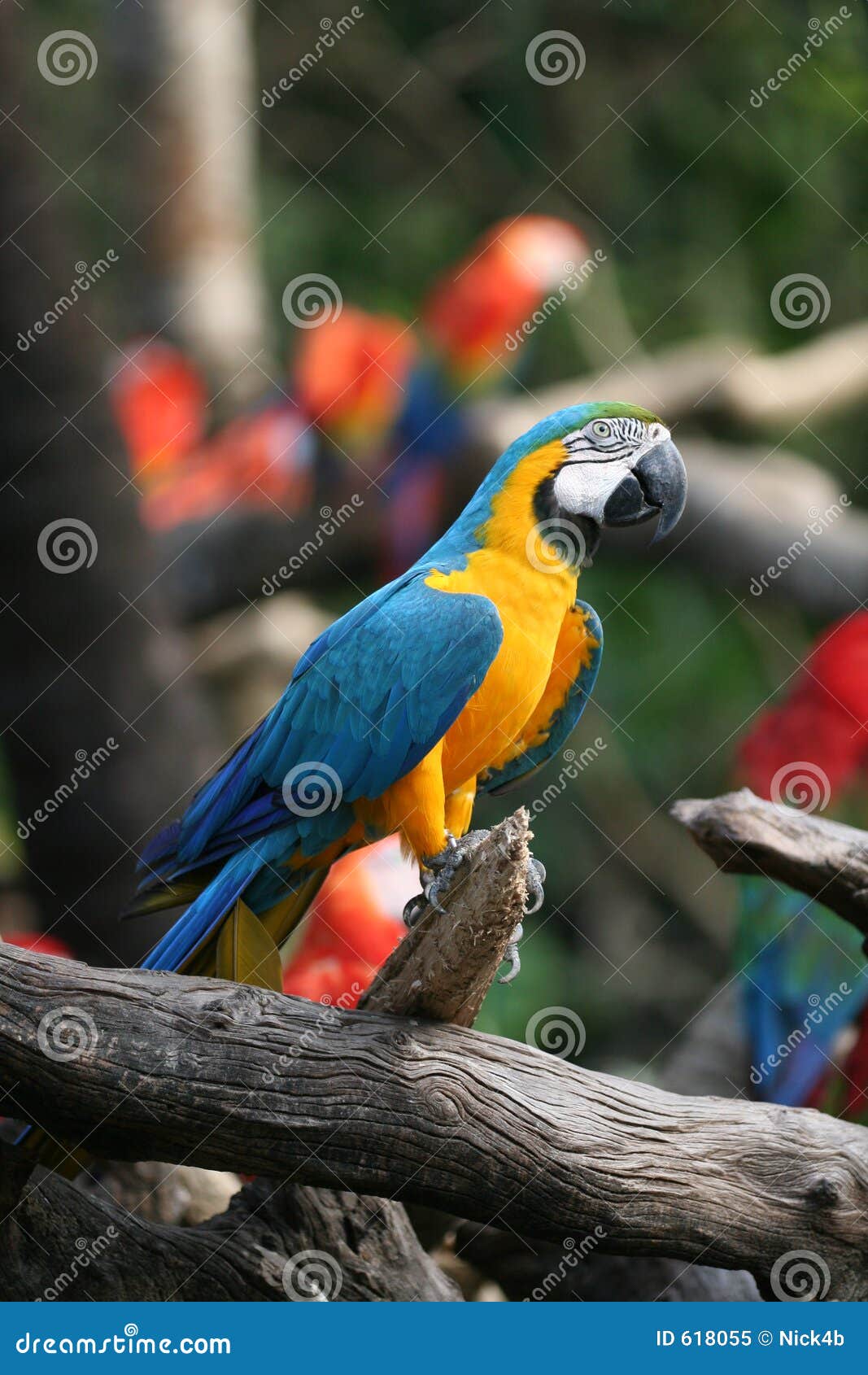 Parrot profile stock image. Image of tropic, gold, wild - 618055