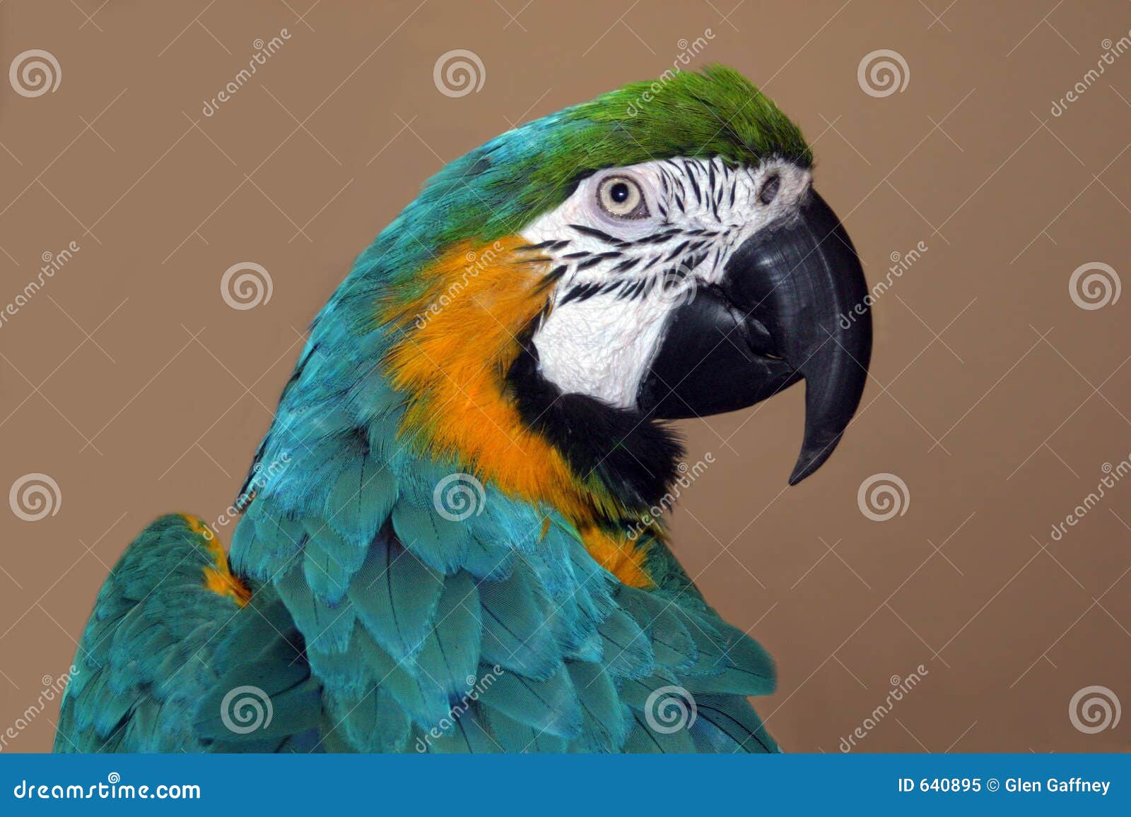 Parrot profile stock image. Image of animals, nature, macaw - 640895