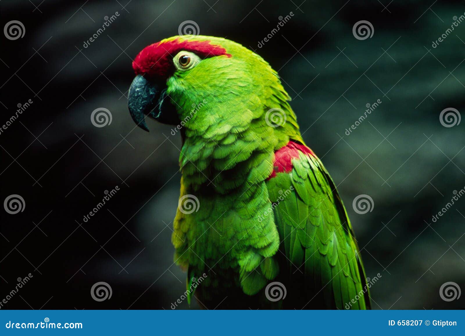 Parrot Profile stock image. Image of green, bird, wing - 658207