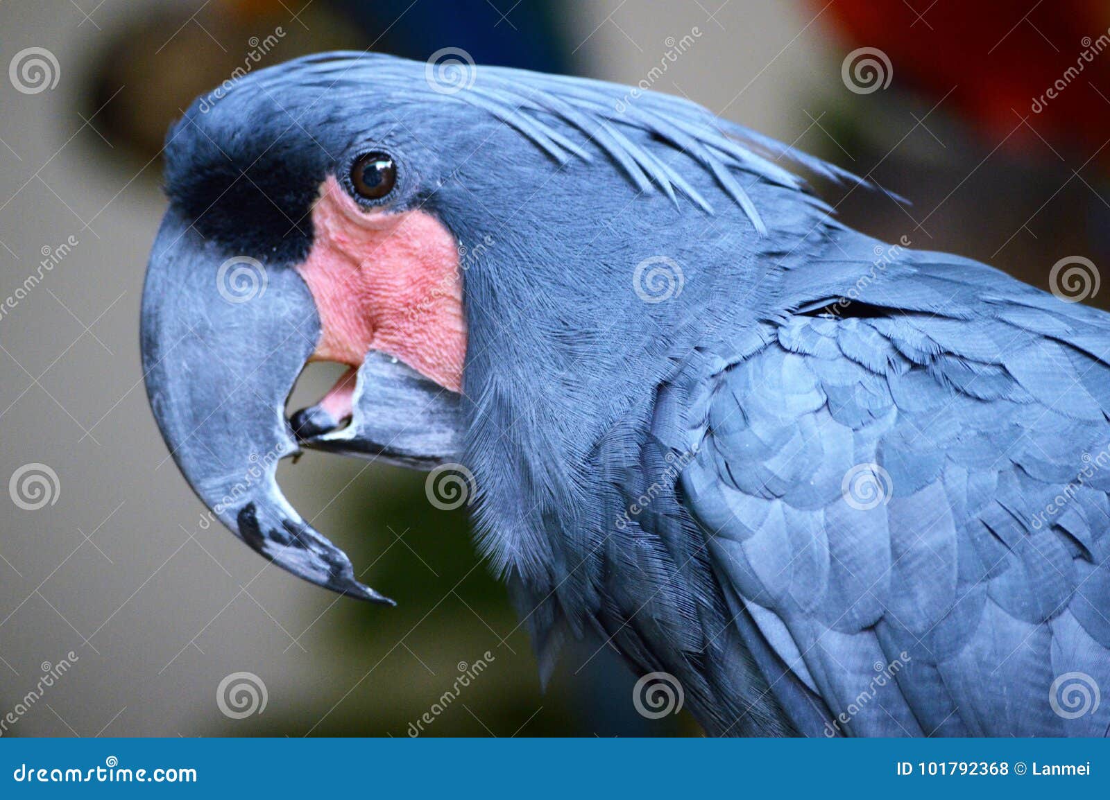 Parrot profile stock photo. Image of kualalumpur, klbirdpark - 101792368