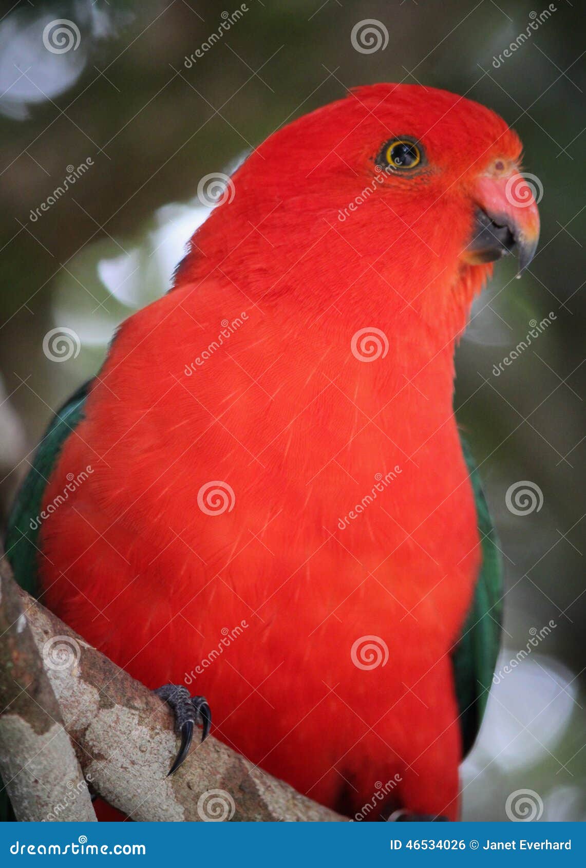 Parrot Profile stock photo. Image of eucalyptus, bird - 46534026