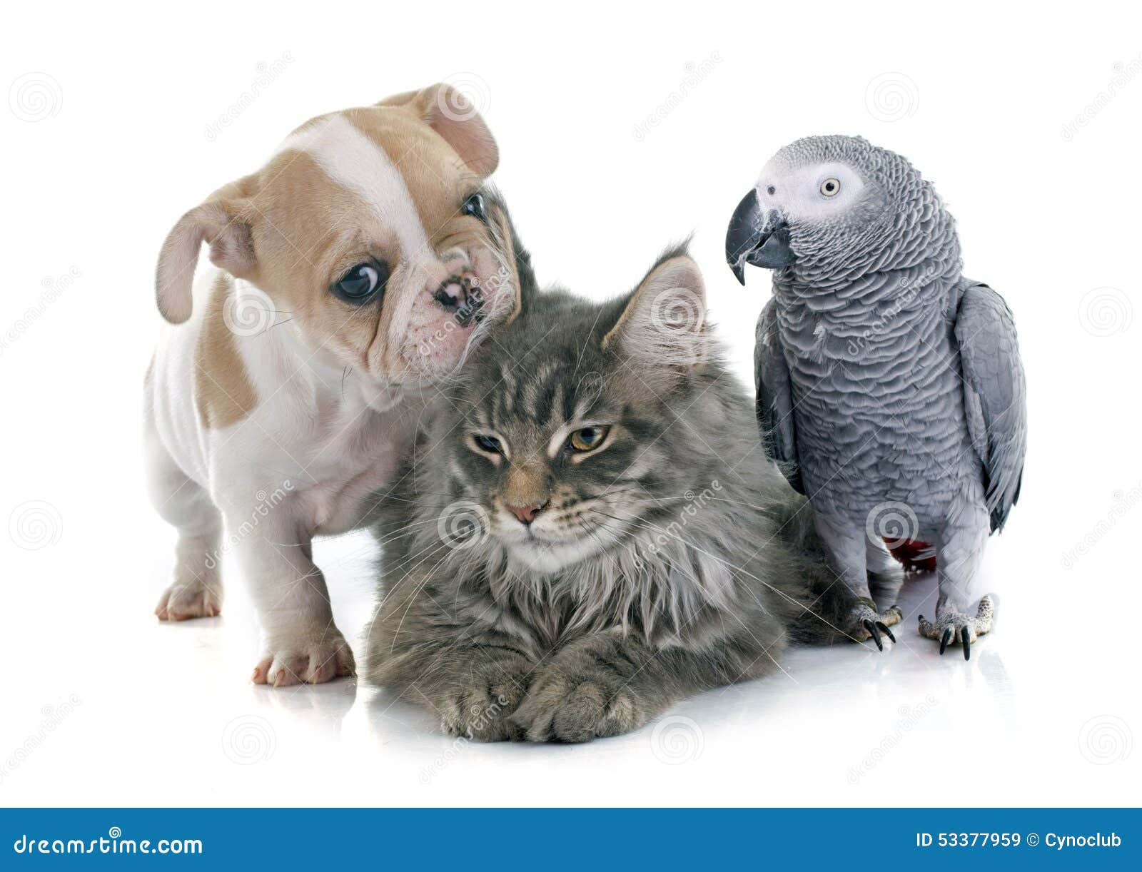 Parrot, puppy and cat stock image. Image of background - 53377959