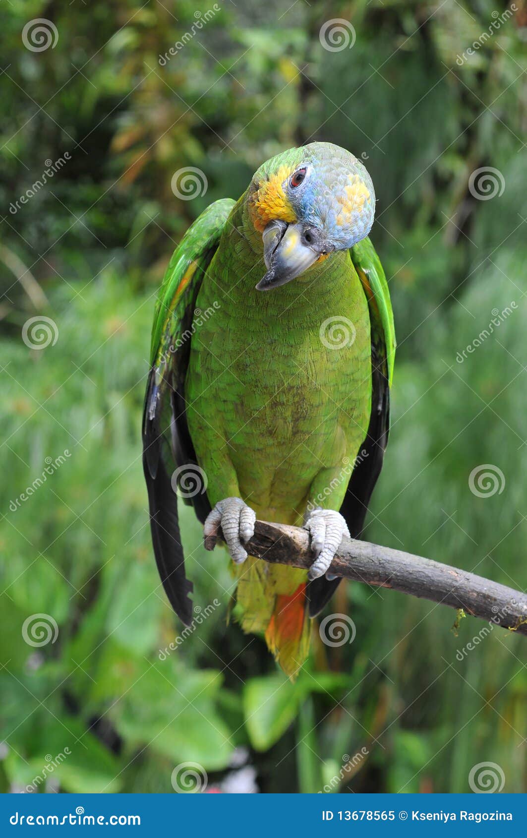 Parrot in the Rainforest Perching on a Branch Stock Image - Image of ...
