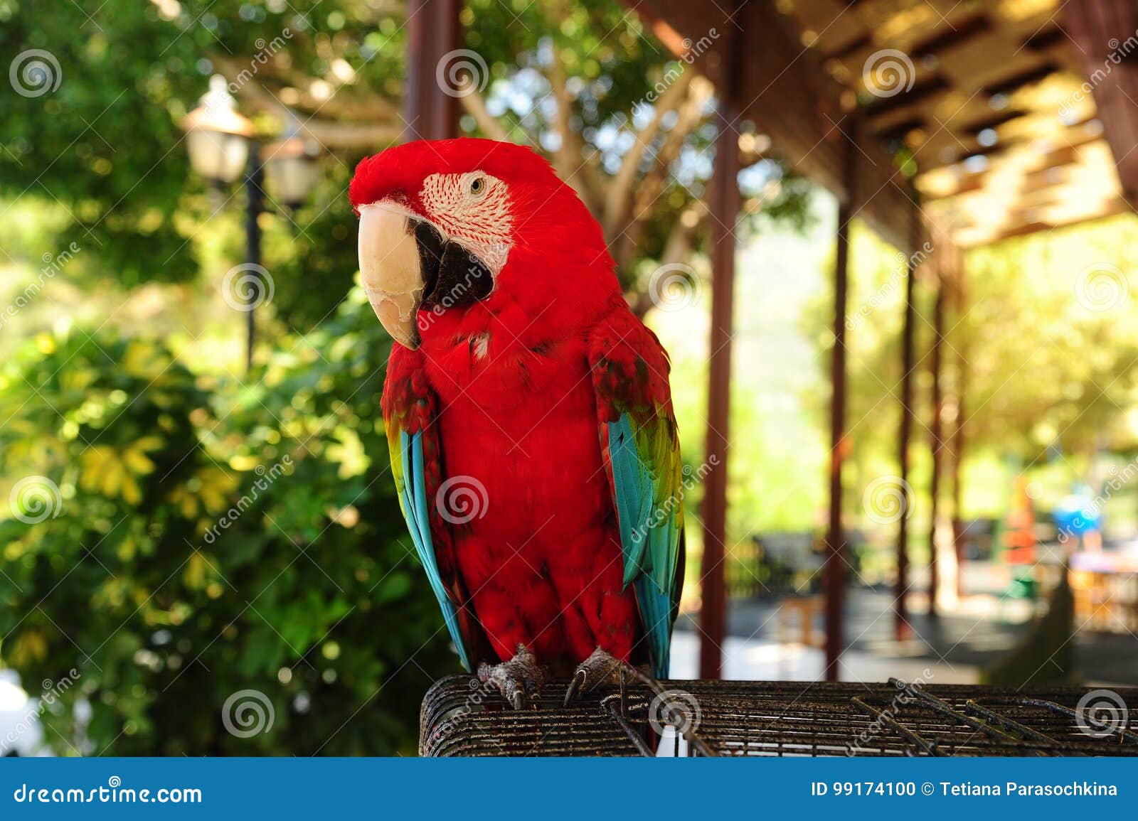 Parrot stock photo. Image of parrot, nature, color, birds - 99174100