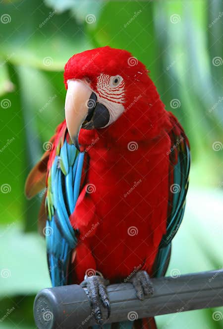 Parrot - Red Blue Macaw stock image. Image of loyal, parrot - 3249293