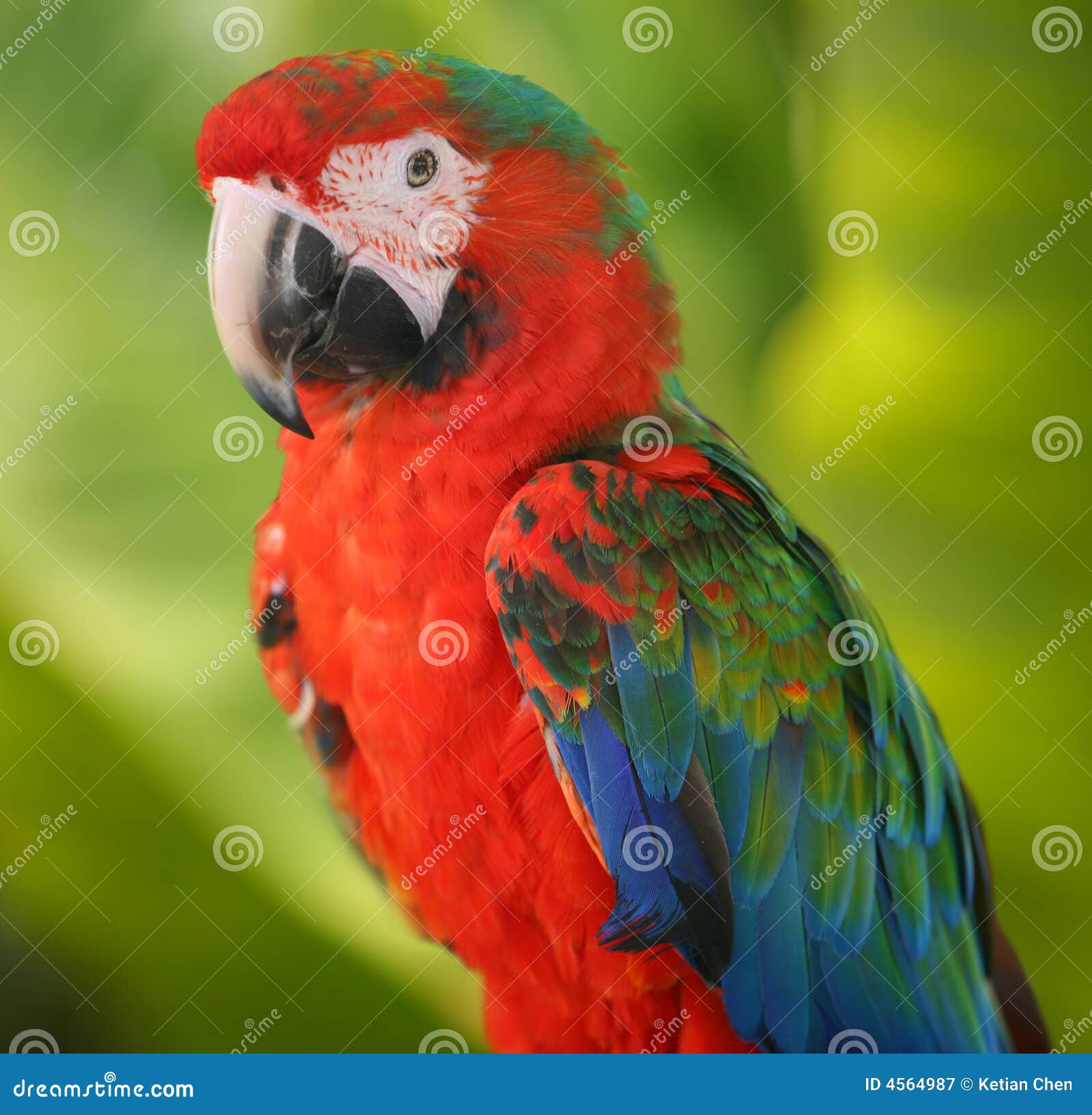 Parrot - Red Blue Macaw stock image. Image of jungle, blue - 4564987