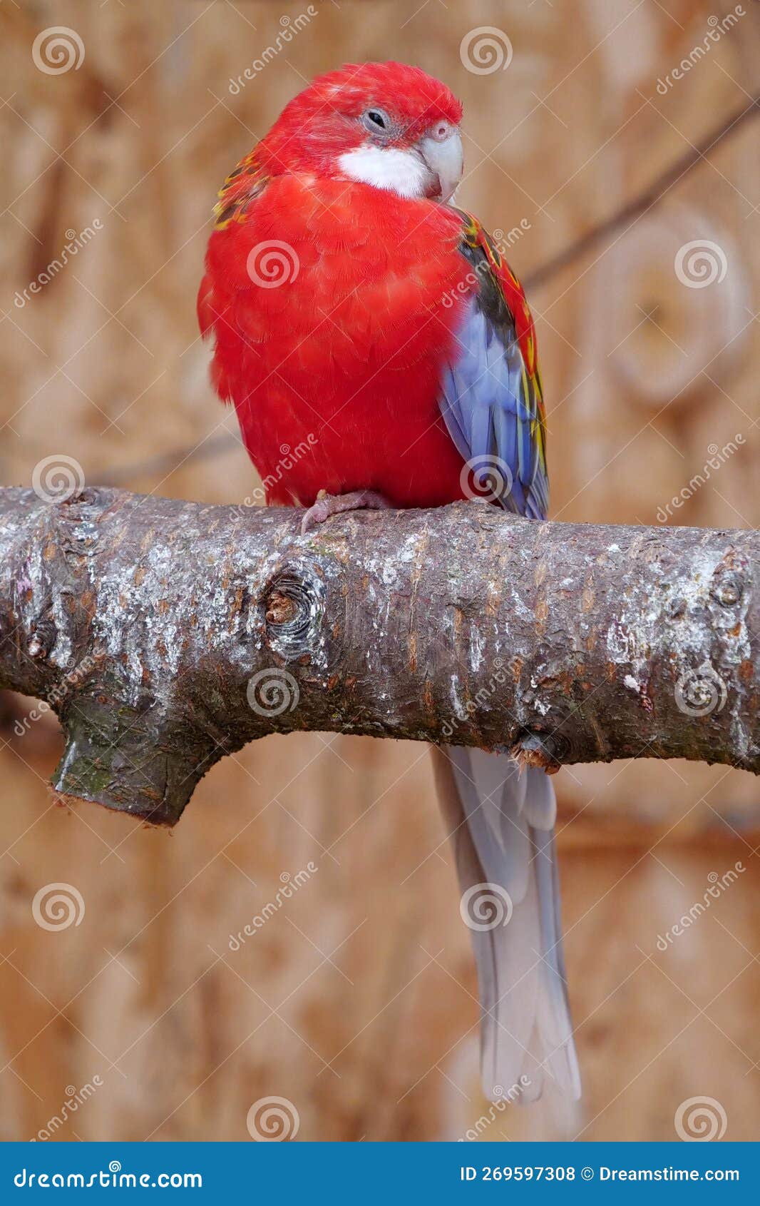 Parrot with Red, Blue and White Feathers Sit on Tree with Half Closed ...