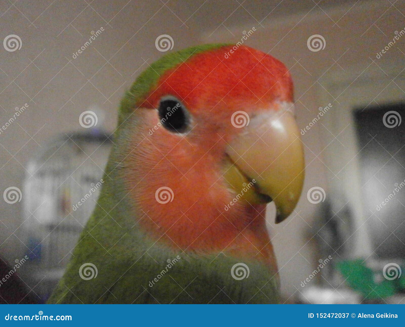 Parrot stock image. Image of portret, face, parrot, bird - 152472037