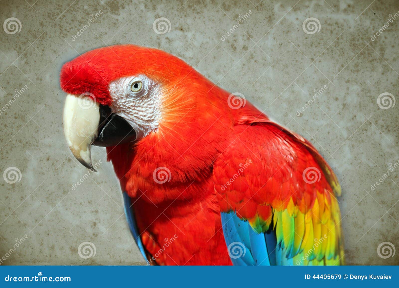 749 Old Red Parrot Stock Photos - Free & Royalty-Free Stock Photos from ...