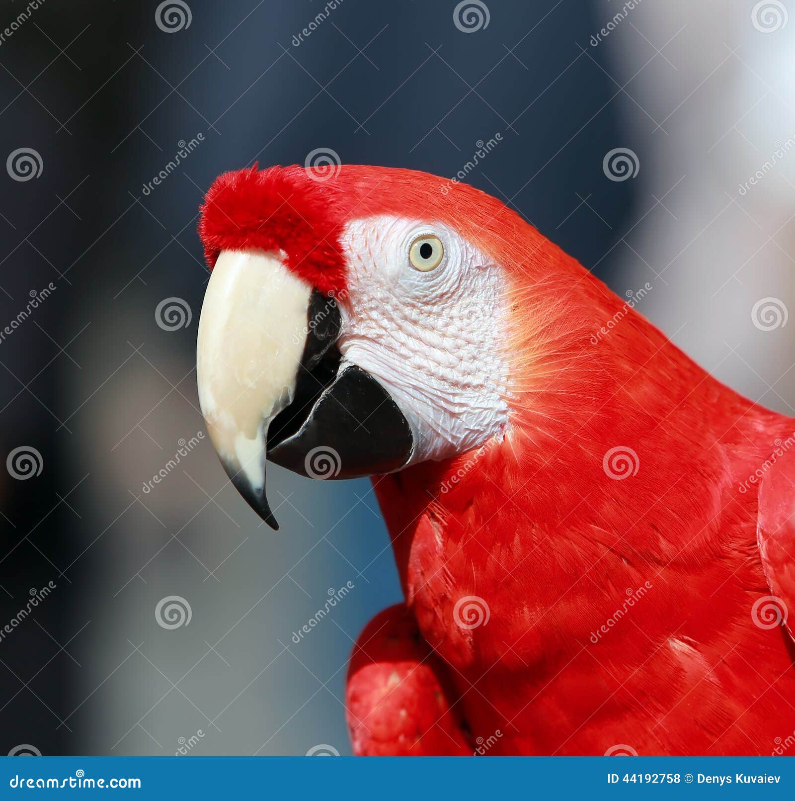 Parrot - Red Macaw stock photo. Image of miami, hobby - 44192758