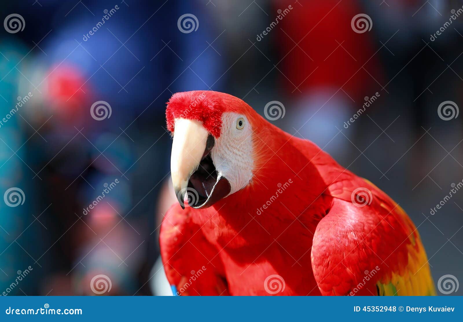 Parrot - Red Macaw stock photo. Image of mate, maccaw - 45352948
