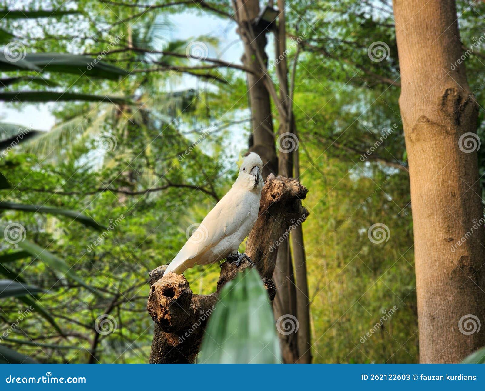 Parrot Relaxing in the Tree Stock Image - Image of wilderness, wildlife ...