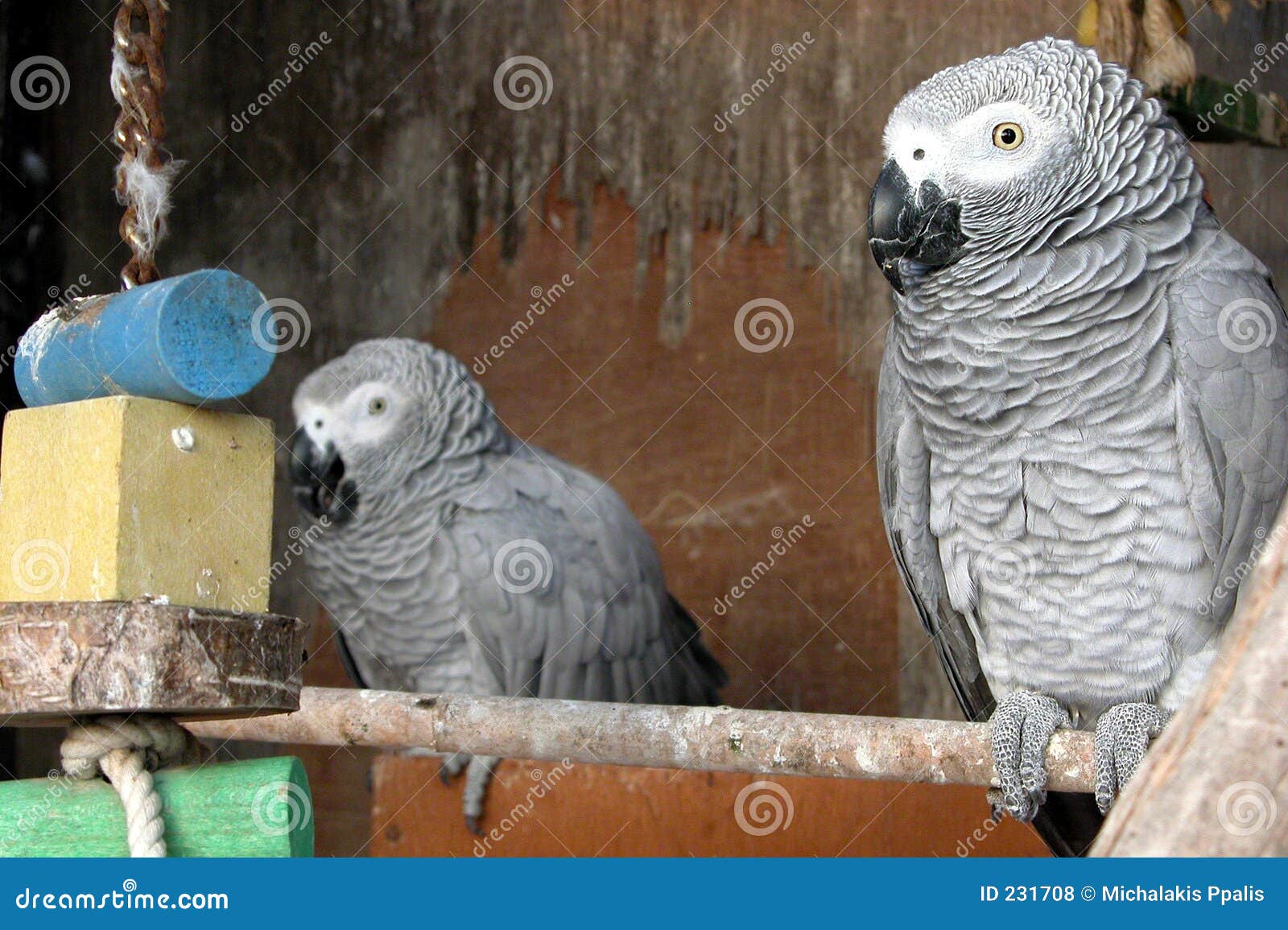 Parrot resting in a cage stock photo. Image of branch, wing - 231708