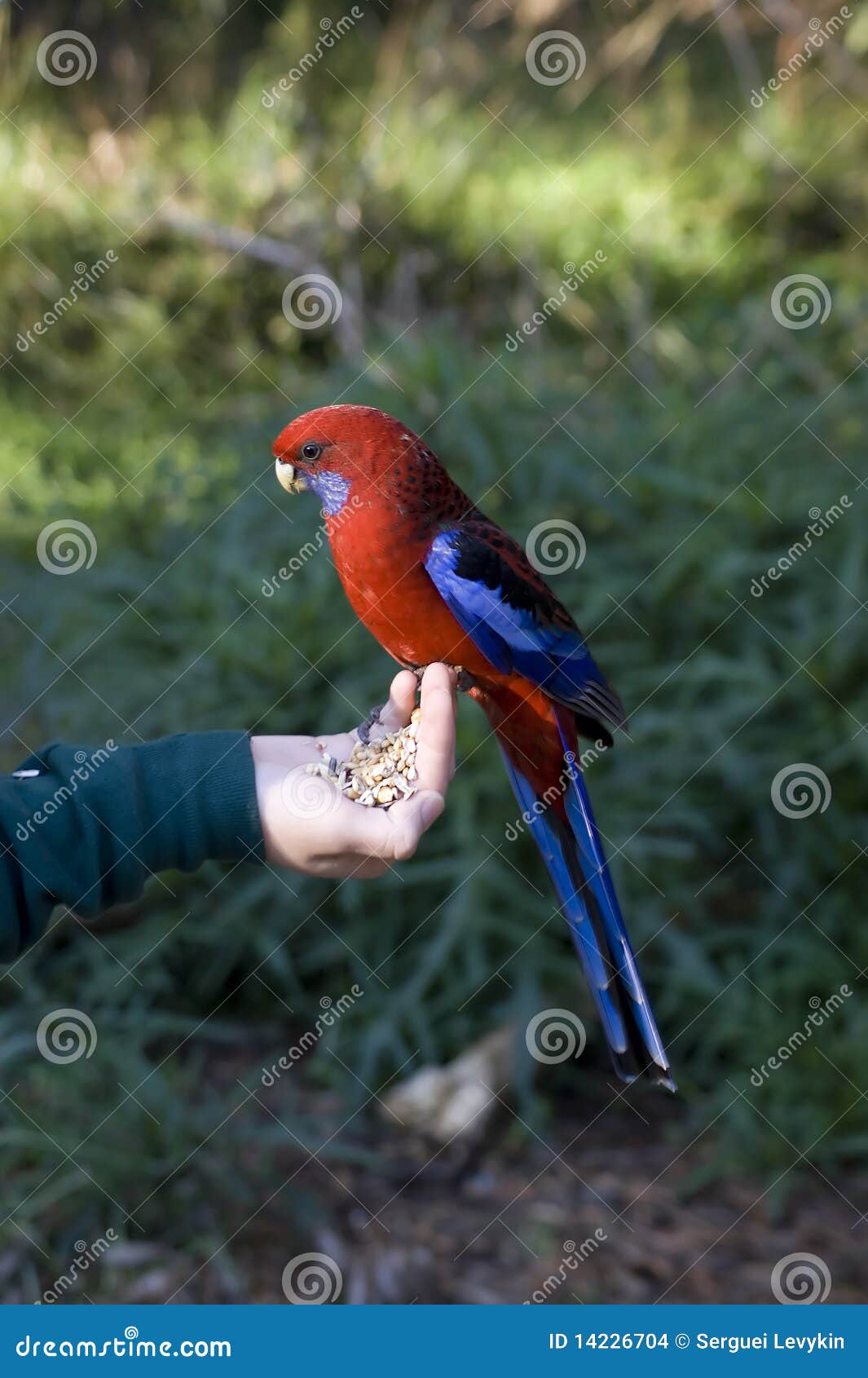 Parrot Rosella stock photo. Image of beak, australian - 14226704