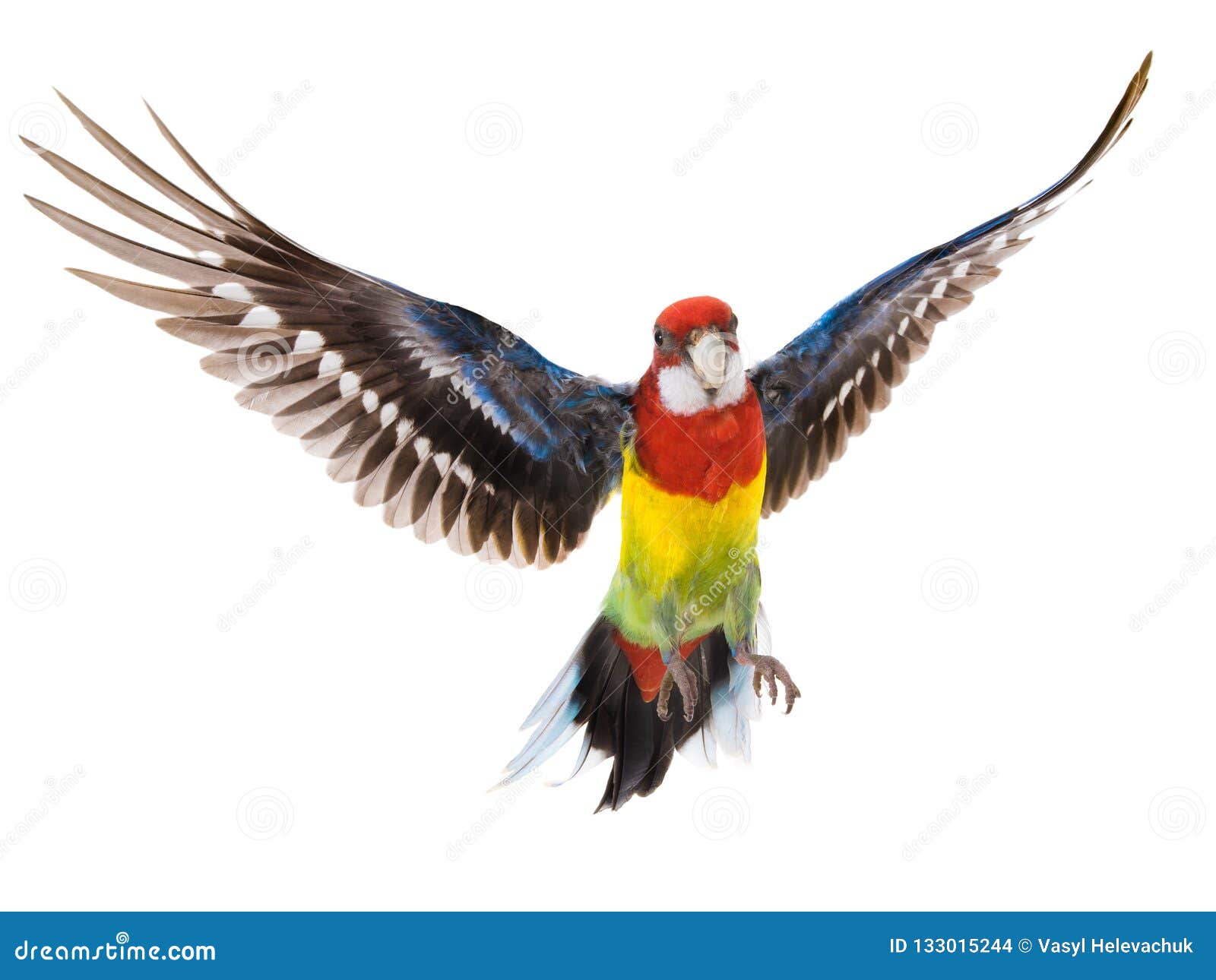 Parrot Rosella Parrot in Flight Isolated Stock Photo - Image of animal ...