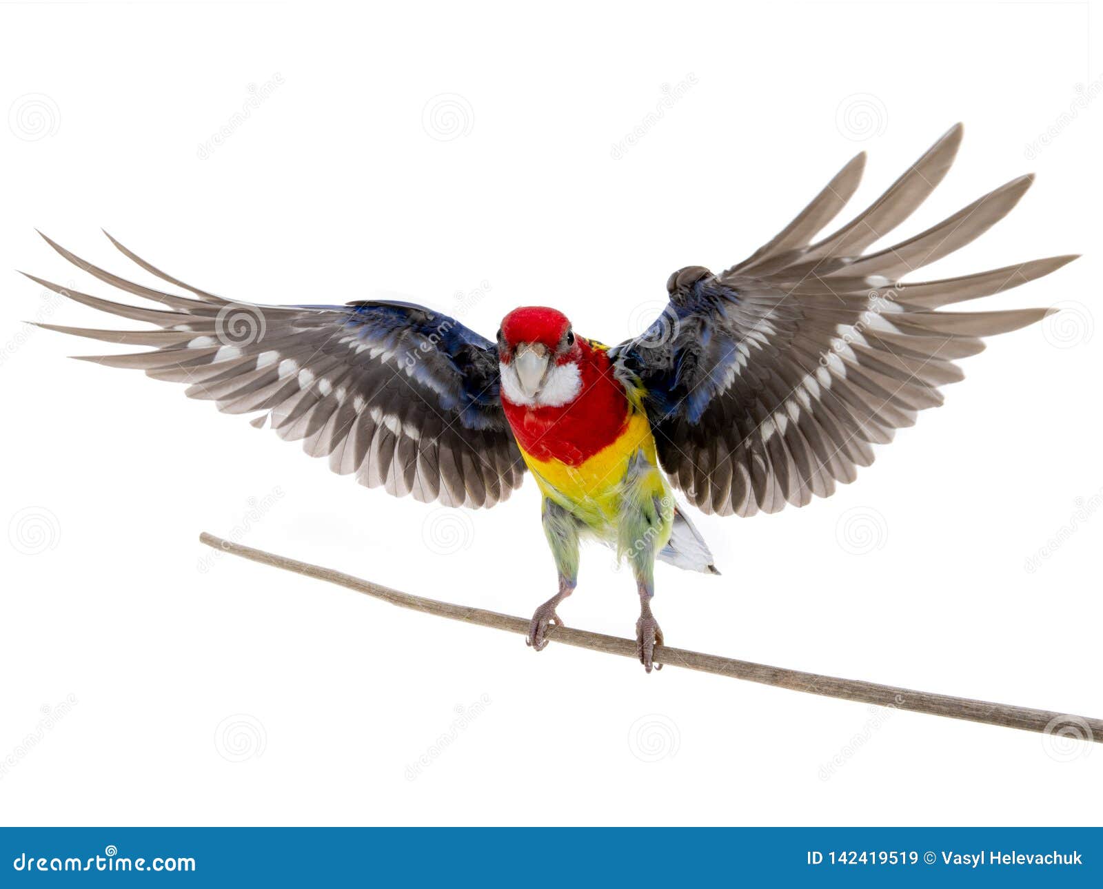 Eastern Rosella Flying