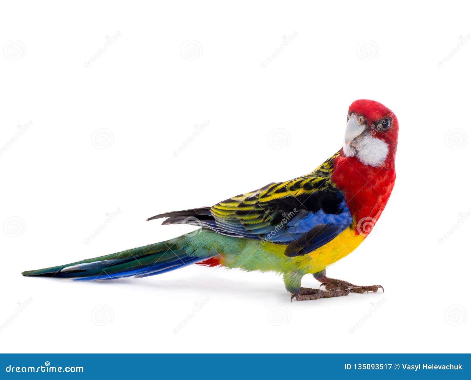 EASTERN ROSELLA OR GOLD MANTLED ROSELLA Platycercus Eximius, ADULT IN ...