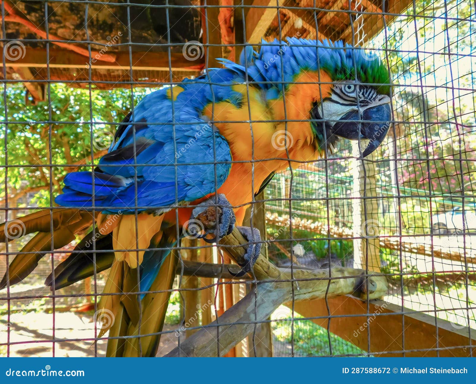 Parrot Ruffling Its Feathers Stock Photo - Image of rufflling, beak ...