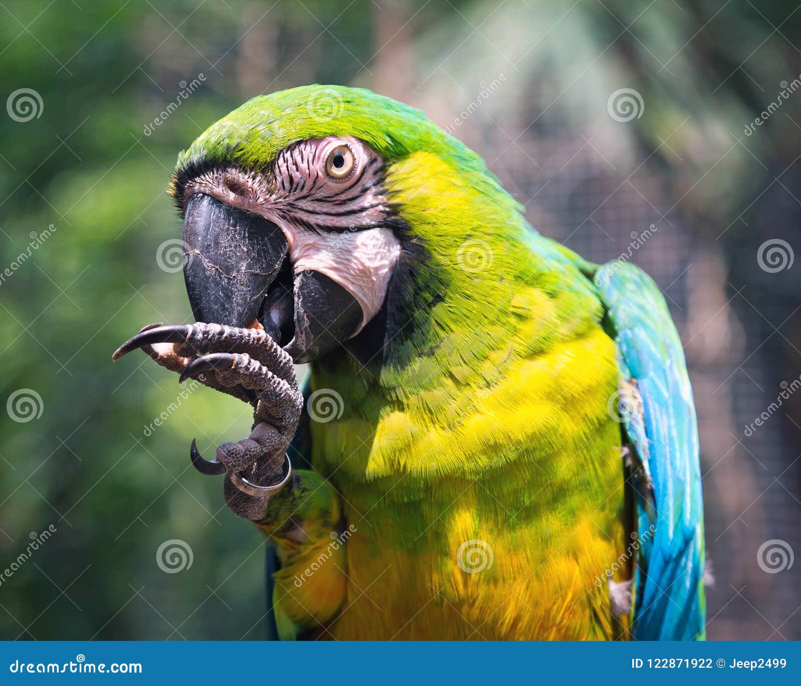 Parrot`s Core Feeding in Nature. Stock Photo - Image of nature, gold ...