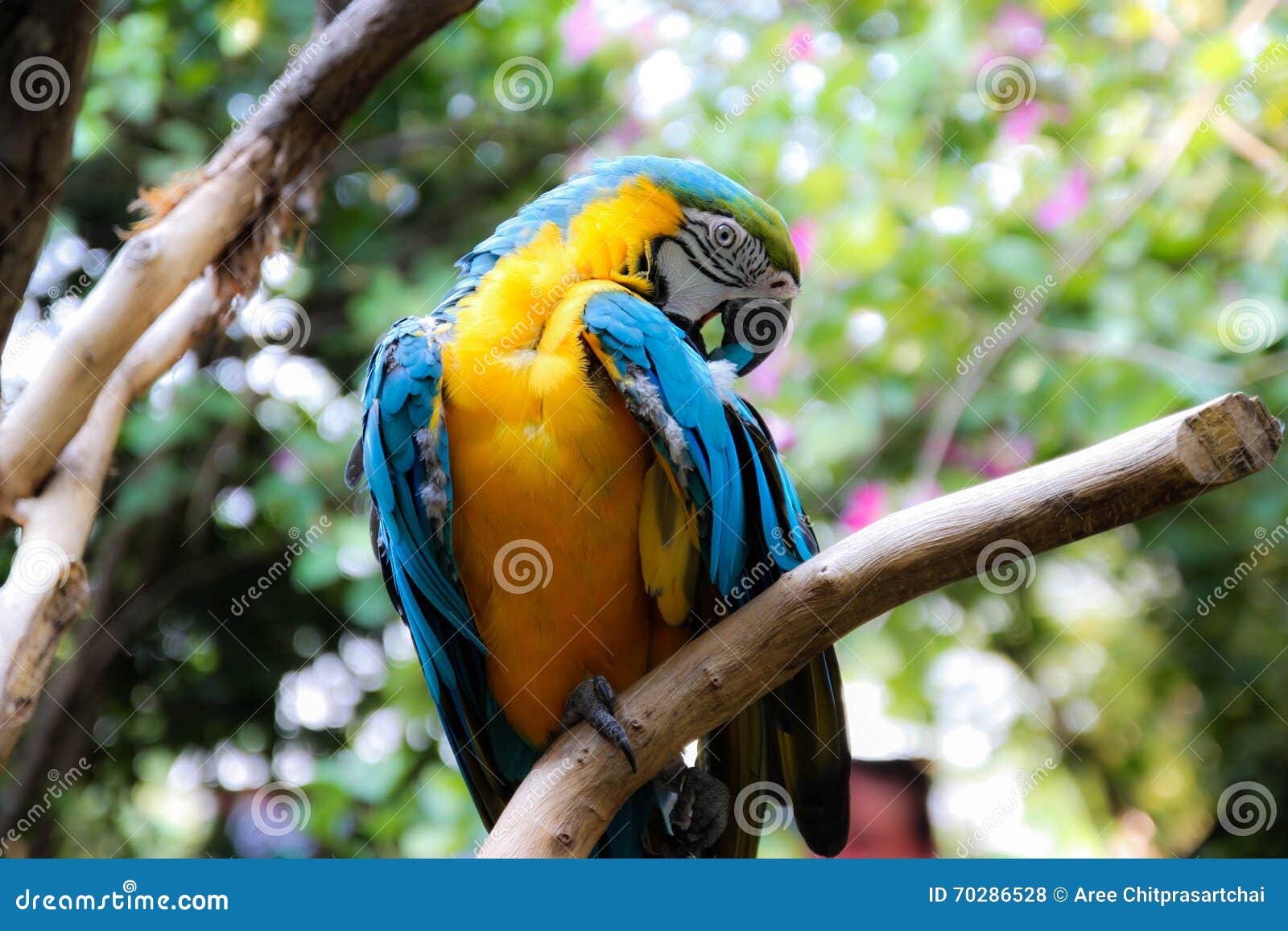 Parrot s core stock photo. Image of park, beak, beautiful - 70286528