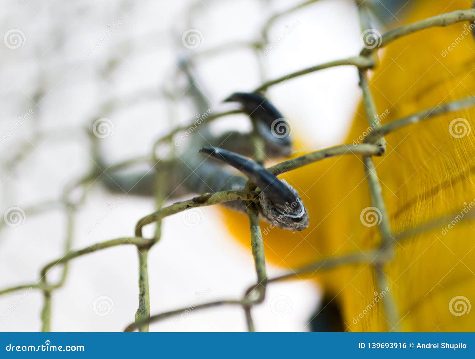 The Parrot`s Paw in the Cage Stock Photo - Image of green, portrait ...