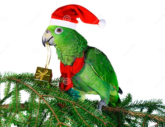 Parrot Santa 2 stock photo. Image of christmas, celebration - 1346762