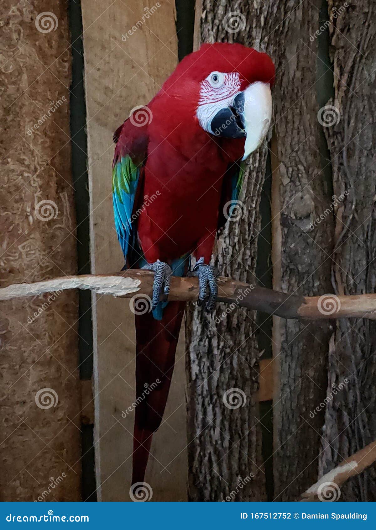 Parrot saying hello stock photo. Image of parrot, branch - 167512752