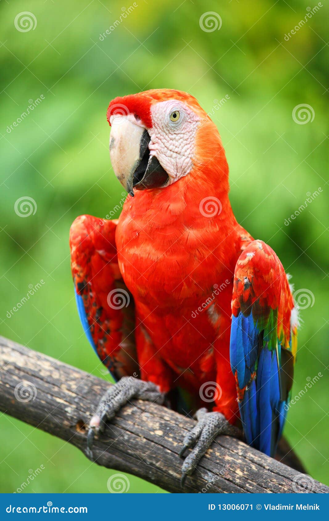 Parrot Scarlet Macaw, Ara Macao, In Green Tropical Forest, Costa Rica ...