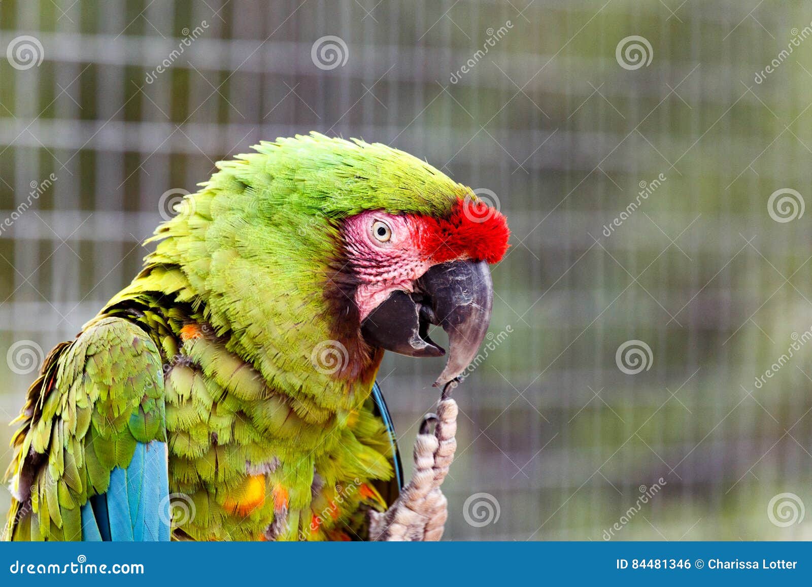 Parrot Scratching His Beak with His Claws Stock Photo - Image of yellow ...