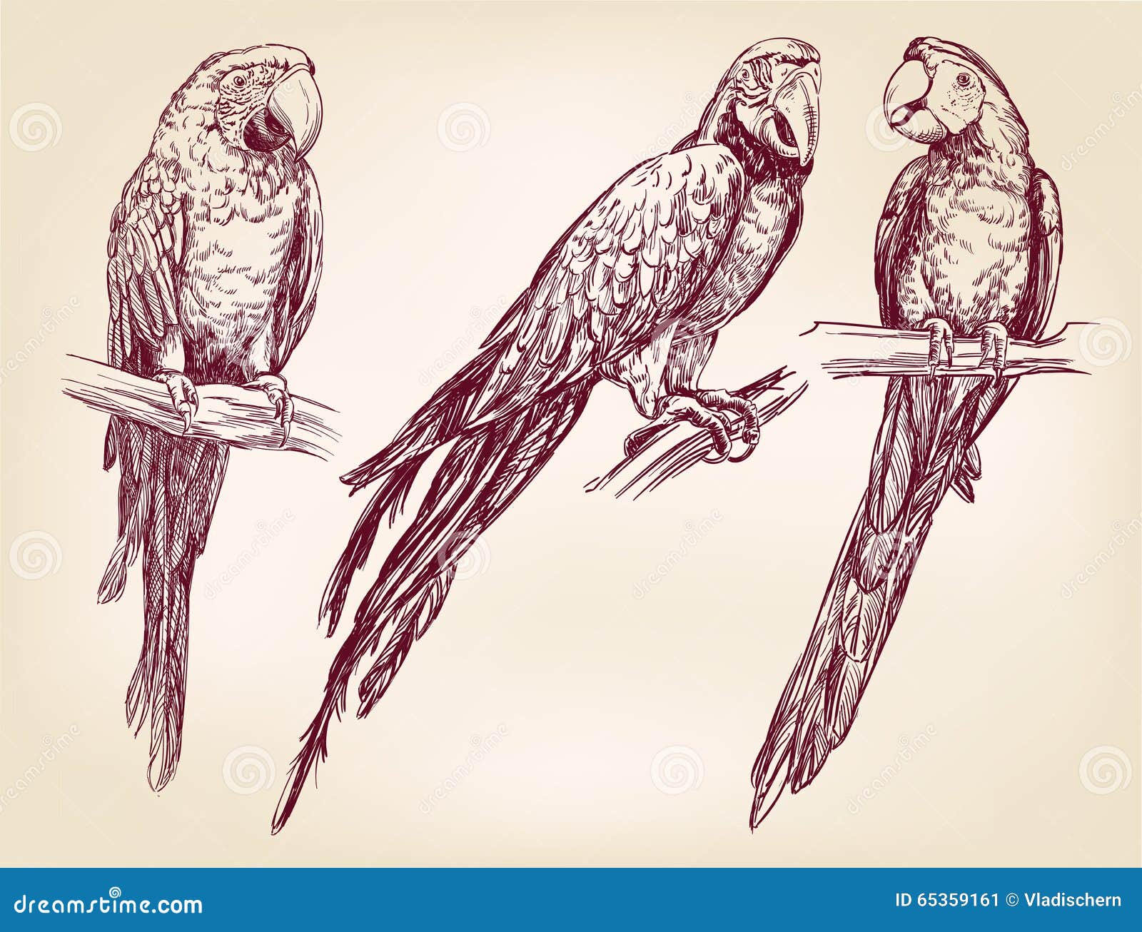 Parrot Set Isolated Hand Drawn Vector Llustration | CartoonDealer.com ...