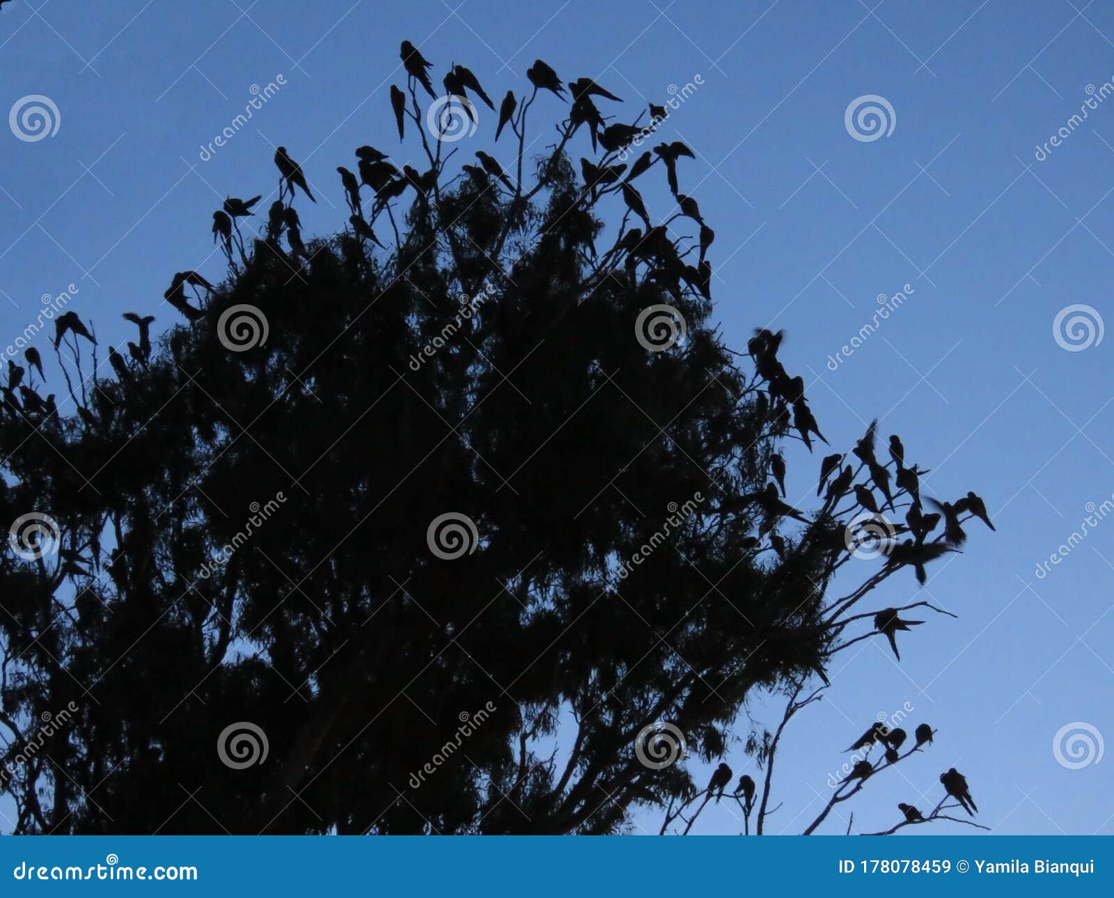 Parrot Shadow on a Tree at Sunset Stock Image - Image of iridescence ...