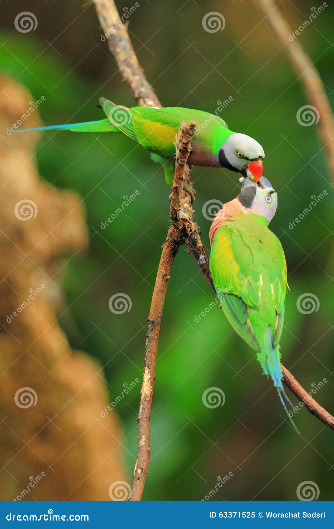 Parrot stock image. Image of birds, domestic, golden - 63371525