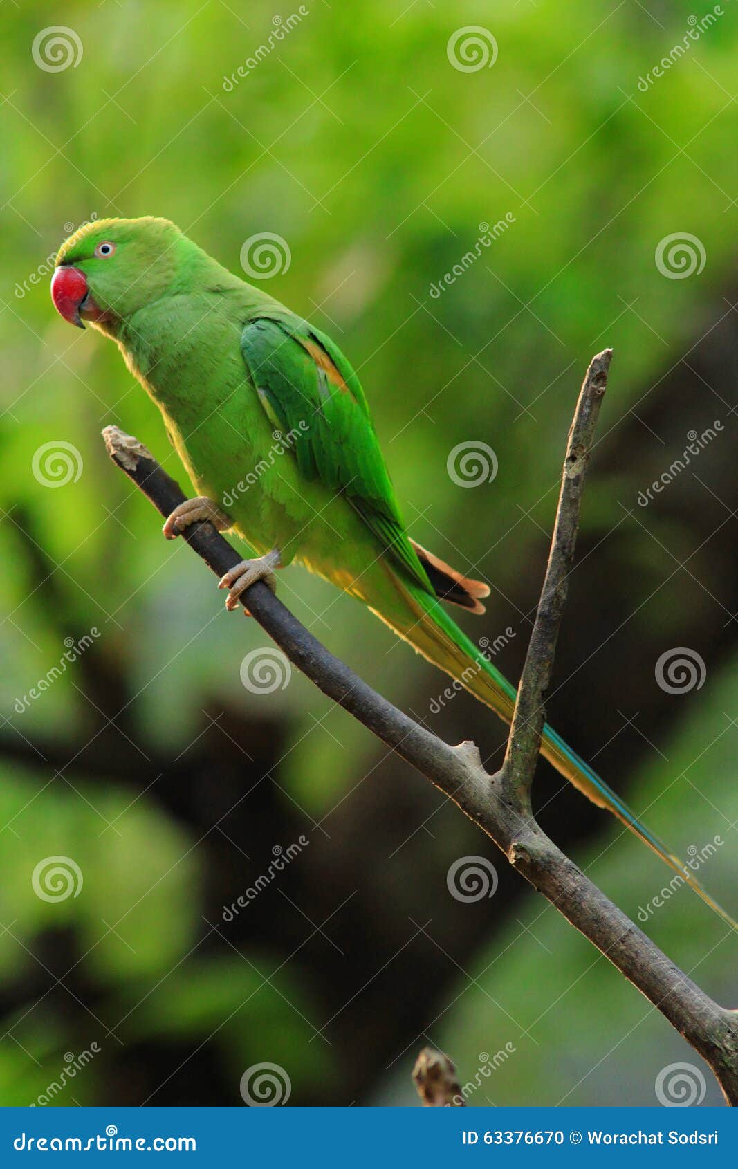 Parrot stock photo. Image of bright, animal, birds, family - 63376670