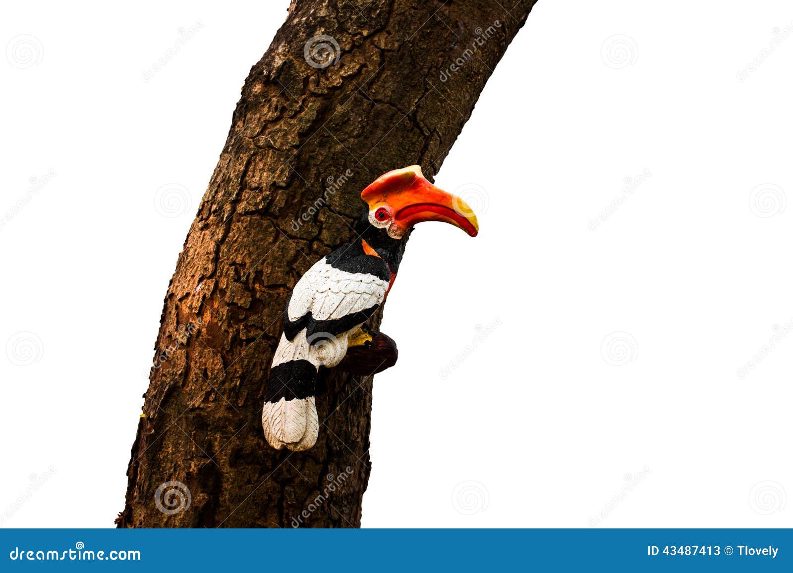 Parrot Shell Bird Woodpecker Isolate Blackground Stock Image - Image of ...