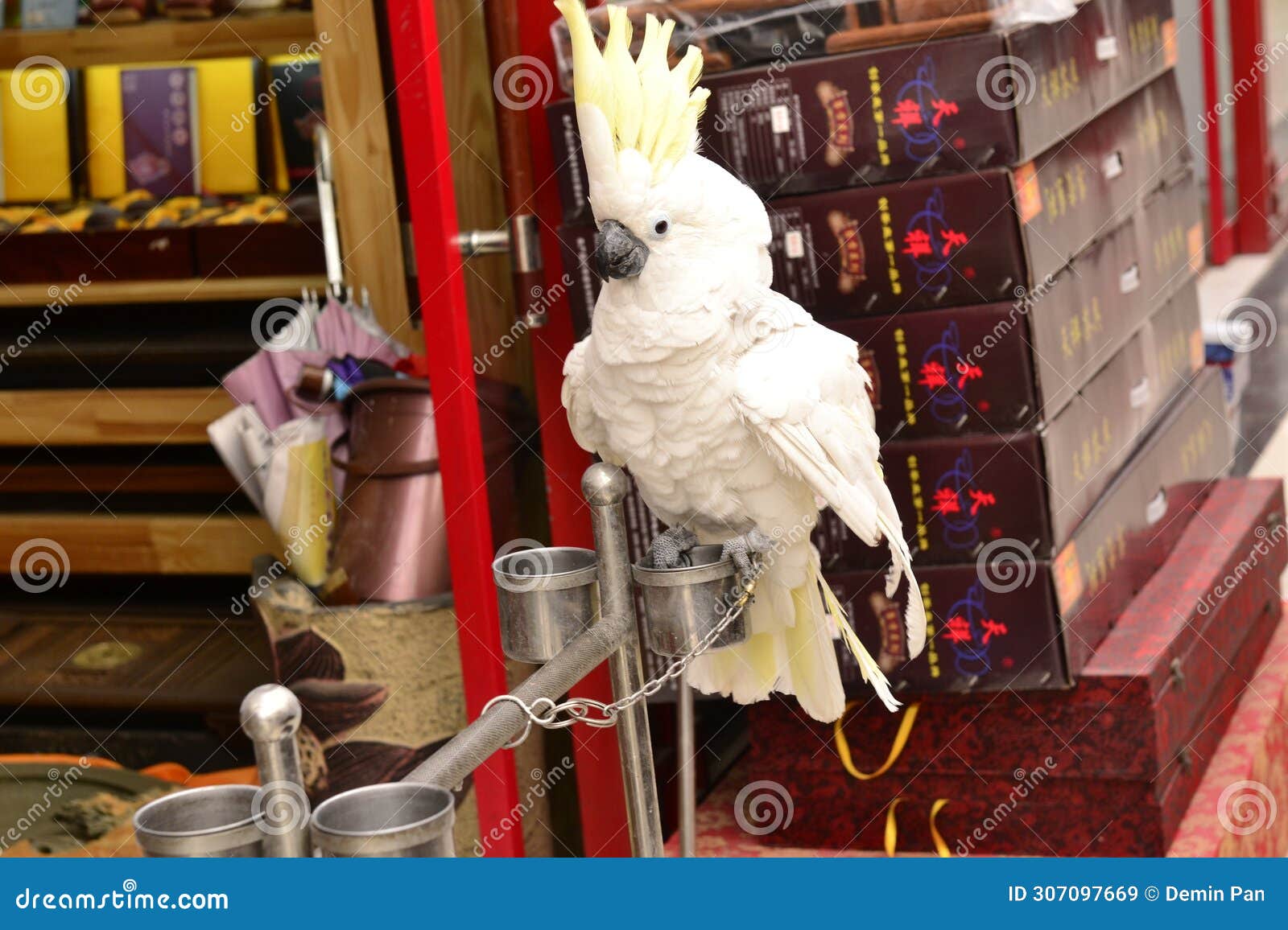 Macaw stock image. Image of legs, green, rich, parrot - 307097669