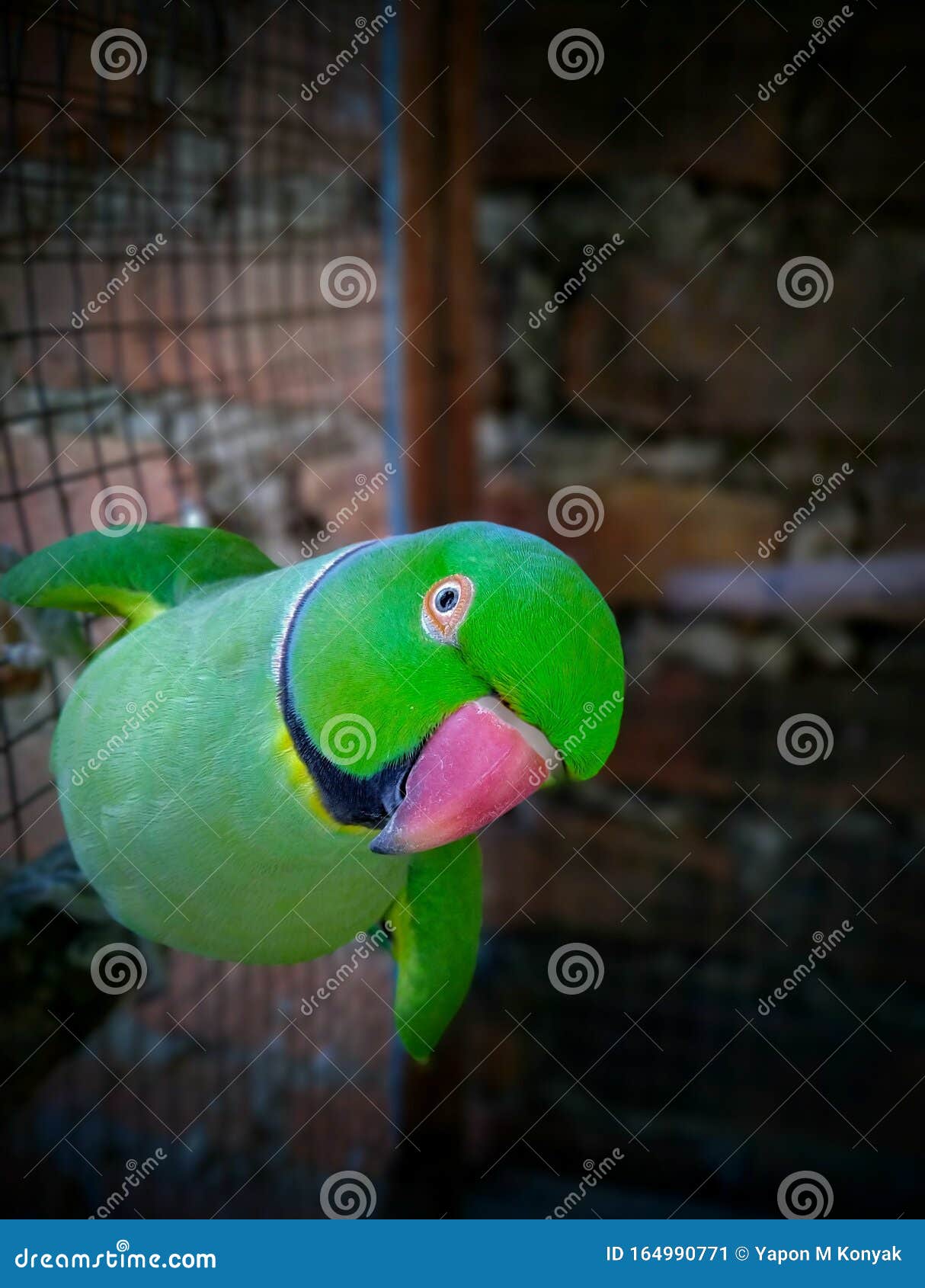 Parrot Showing of His Beautiful Voice Stock Image - Image of parrot ...