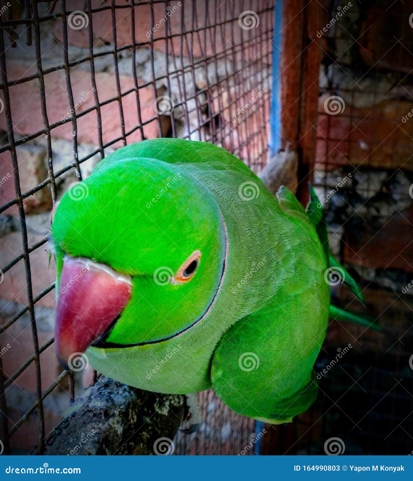 Parrot Showing of His Beautiful Voice Stock Image - Image of beautiful ...