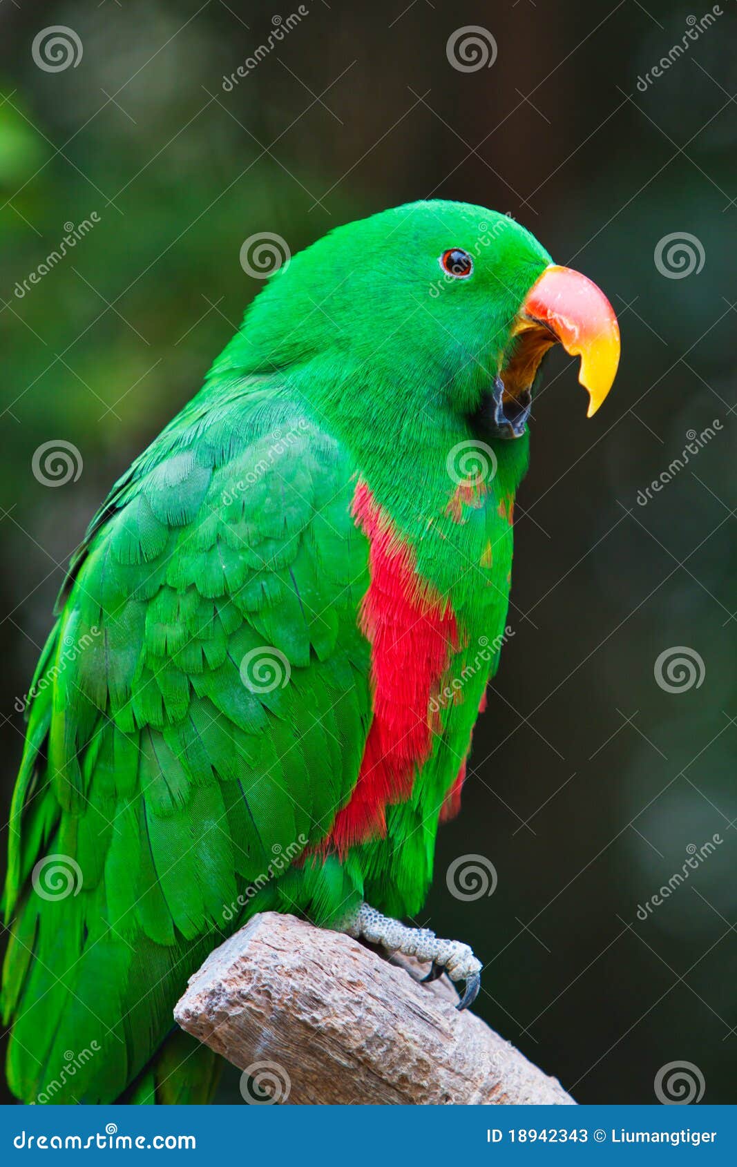 Parrot singing stock image. Image of nature, open, beak - 18942343